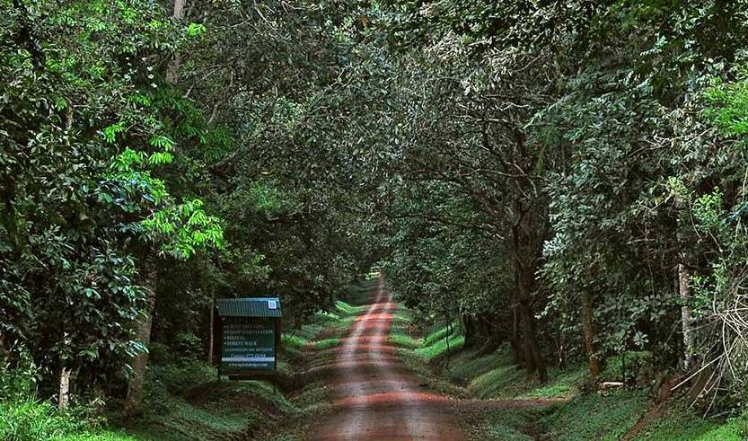 budongo forest - budongo forest reserve ,budongo forest uganda