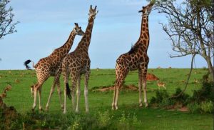 Game drive in murchison falls national park - game drives in uganda