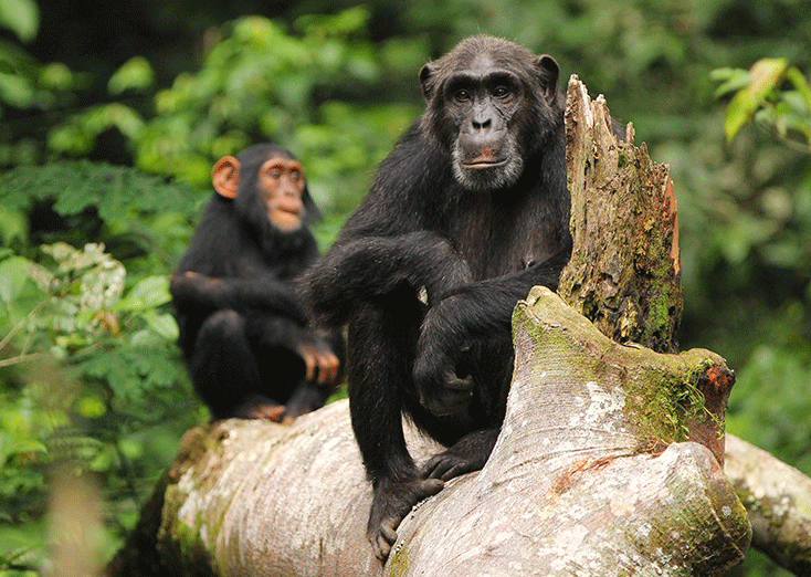 Top things to do in Budongo Forest | Uganda Wildlife Tours